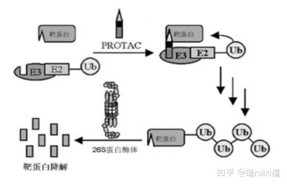 Bis-Mal-PEG3 M-PEG8-CH2COOH protac技术蛋白降解靶向联合体 - 知乎