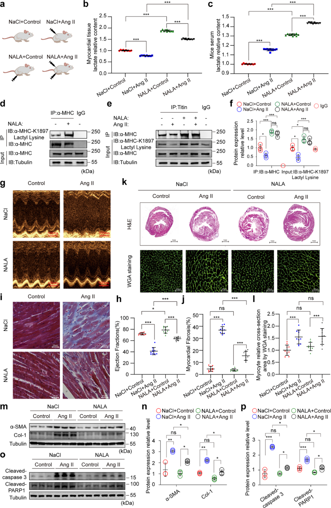 Cell Res | 乳酸化修饰组学揭示心力衰竭新机制及潜在治疗靶点 - 知乎