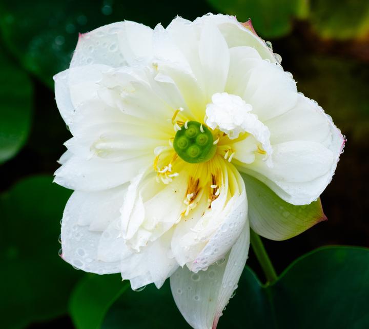 Transformer学习笔记 3 - 残差连接（skip connect、ResNet） - 知乎