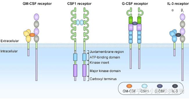 CSF受体 - 知乎