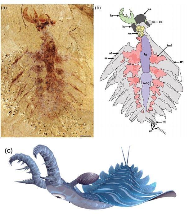 【黑水古生物】正在捕食古虫的里拉琴虫（最详细的奇虾结构介绍？） - 知乎
