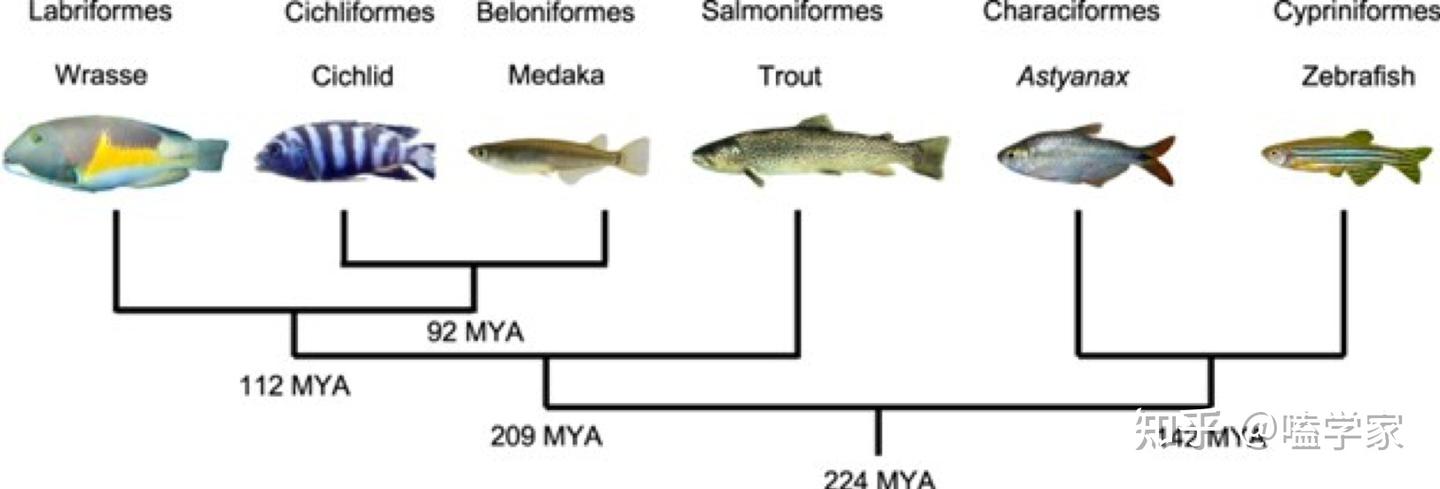 通过研究硬骨鱼的智力来揭示大脑进化 - 知乎