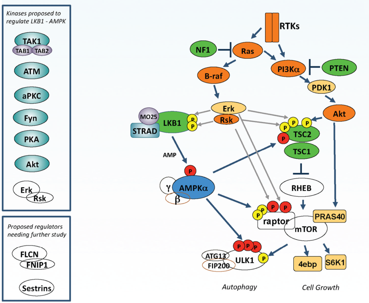 图说AMPK及其信号通路的功能 - 知乎
