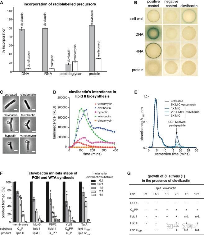 Cell重磅丨对抗超级细菌！新型抗生素Clovibactin可有效杀灭多种顽固耐药菌！ - 知乎