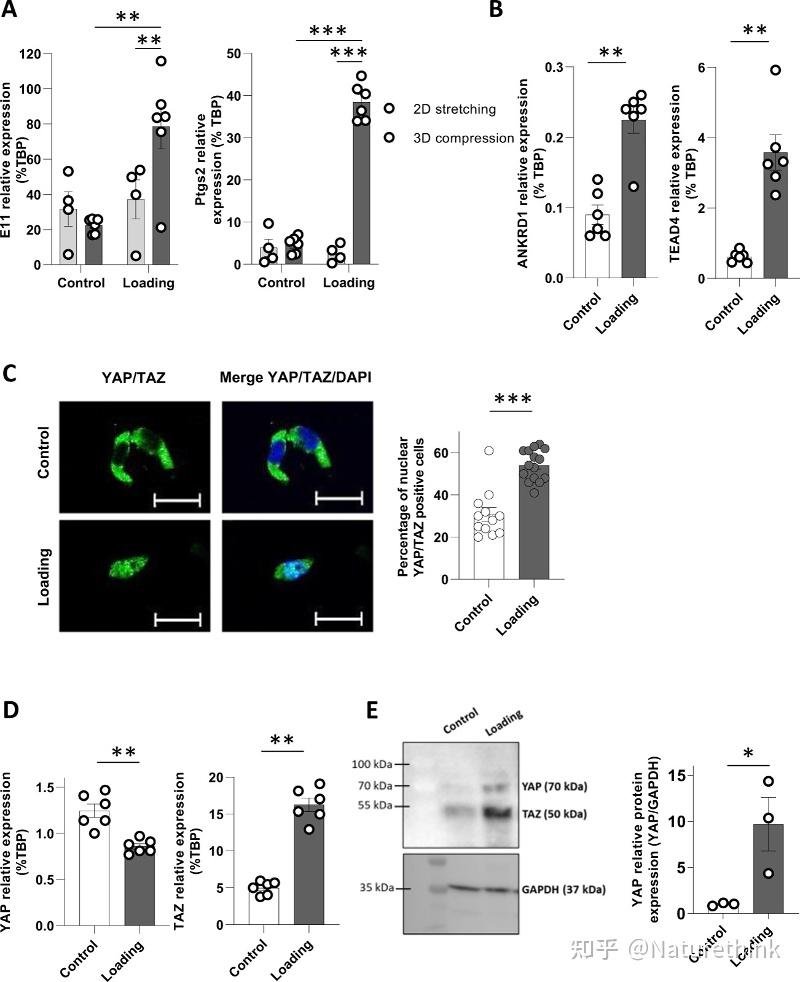 机械负荷激活 MLO-Y4 骨样细胞系中的 YAP/TAZ 信号通路和趋化因子表达 - 知乎