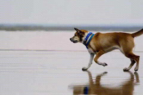 可控高清视频生成： CogVideoX+DiffSynth-Studio = “配置拉满” - 知乎