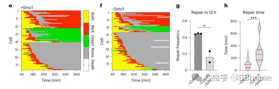 NCB|看Cohesin如何介导DNA双链断裂末端连接 - 知乎