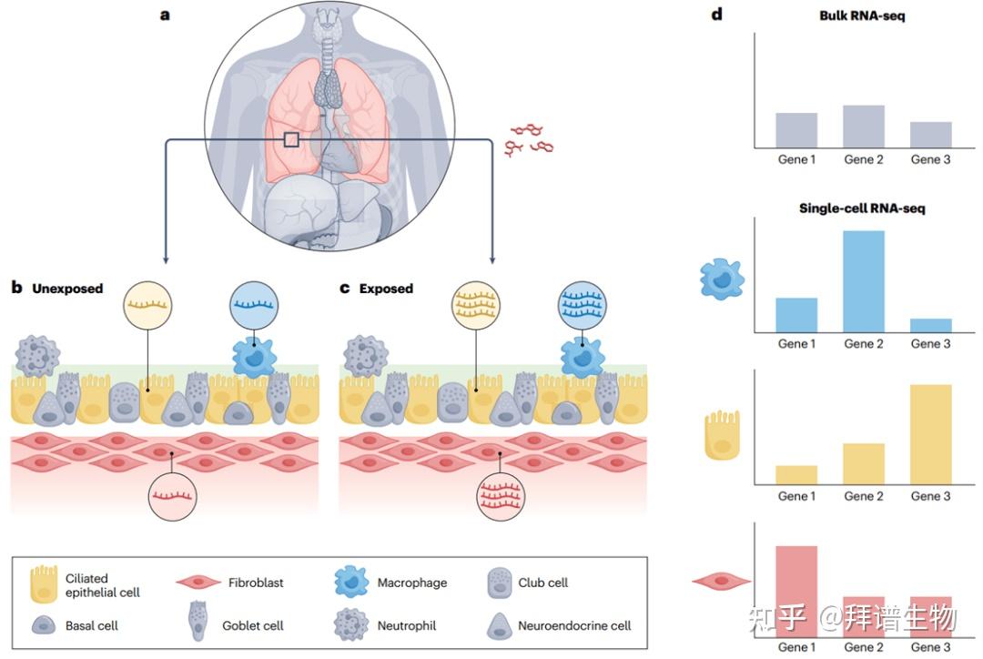 Nat Rev Genet (IF 39.1) | 探索健康基因密码---毒理学的智慧防护 - 知乎