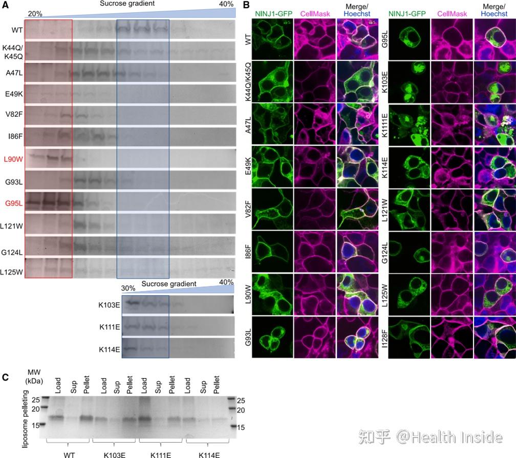 NINJ1通过切割和释放膜盘介导质膜破裂 - 知乎