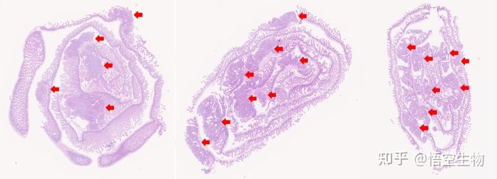 APC-Min小鼠 - 知乎