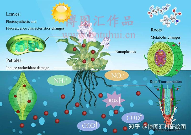 科研美图SCI插图封面图摘要图图文摘要TOC图 - 知乎