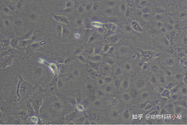 消化酶选择全攻略：胰酶/胶原酶/Accutase对比+原代/传代实操指南 - 知乎