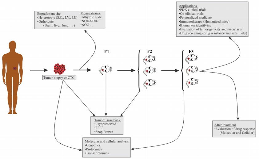 关于PDX模型你想知道的一切 - 知乎