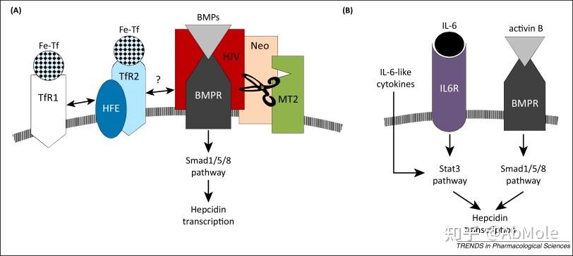 AbMole解密Hepcidin-25：探索铁代谢与免疫的金钥匙 - 知乎