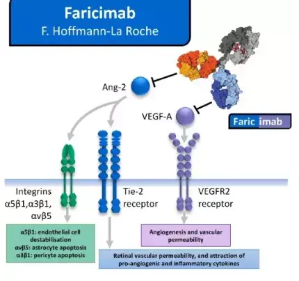 血管生成素(Ang)：视网膜疾病治疗的潜在靶点 - 知乎