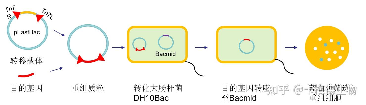 Bacmid的构建实验流程 - 知乎