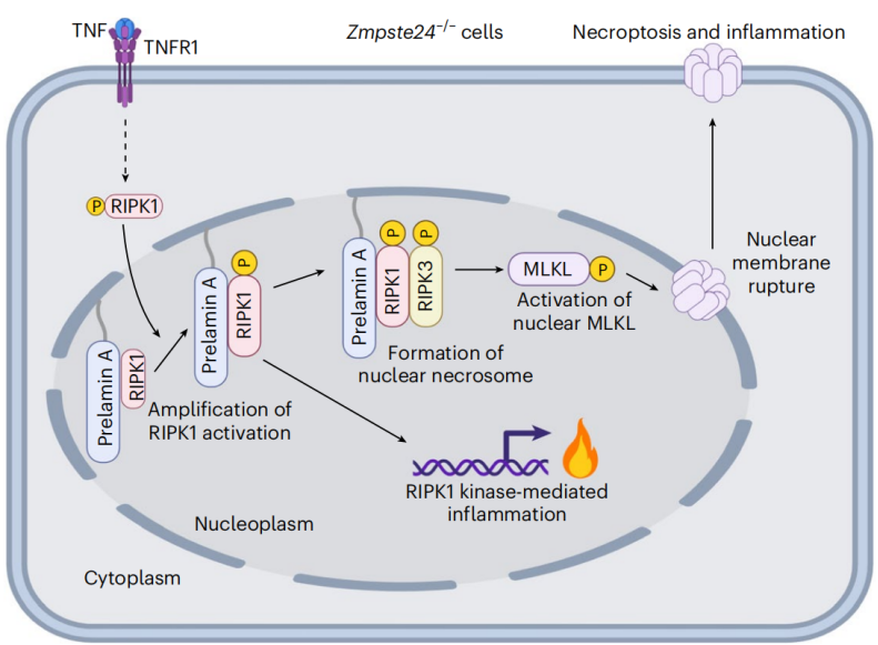 IF 26！中科院最新成果，抑制蛋白激酶RIPK1能够延缓衰老 - 知乎