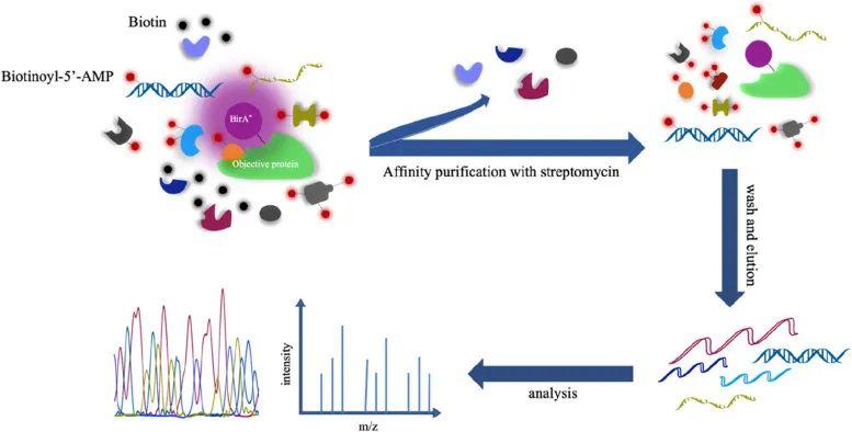 邻近标记技术：研究蛋白互作的利器（一） - 知乎