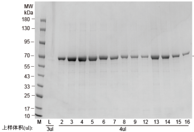 P450靶点蛋白深度解析与研究进展 - 知乎