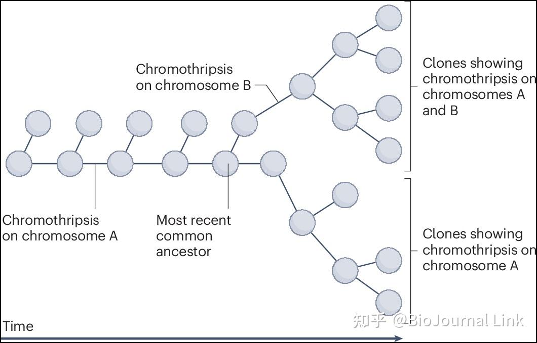 综述 | Nat.Rev.Cancer | 癌症中的染色体碎裂 - 知乎