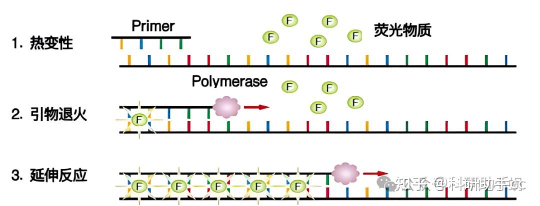 PCR、qPCR、RT-PCR、RT-qPCR、Real-Time PCR傻傻的我分不清楚 - 知乎