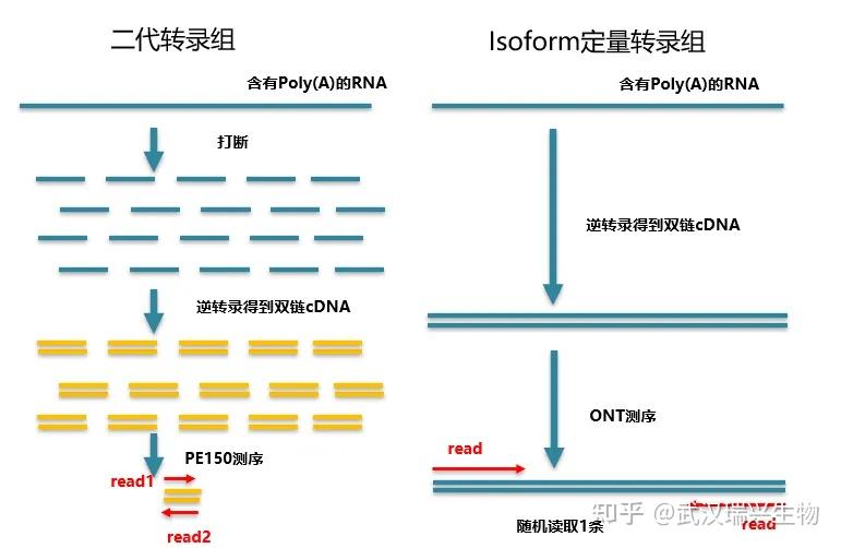 三代测序：ONT全长转录组测序和Direct RNA测序技术 - 知乎