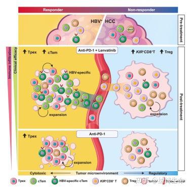 GZMK：多种疾病的潜在治疗靶点 - 知乎