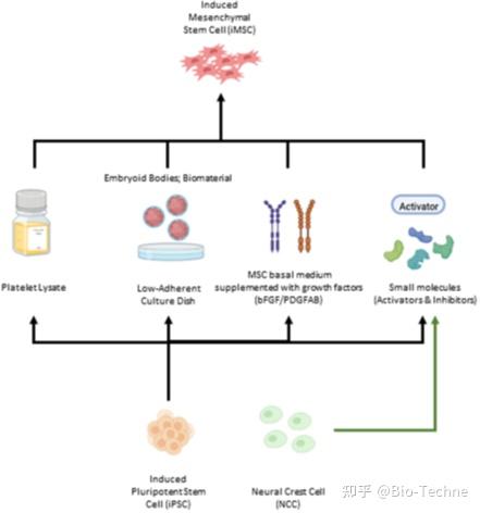 iPSC来源的iMSC，是时候重新认识一下“老朋友”！ - 知乎