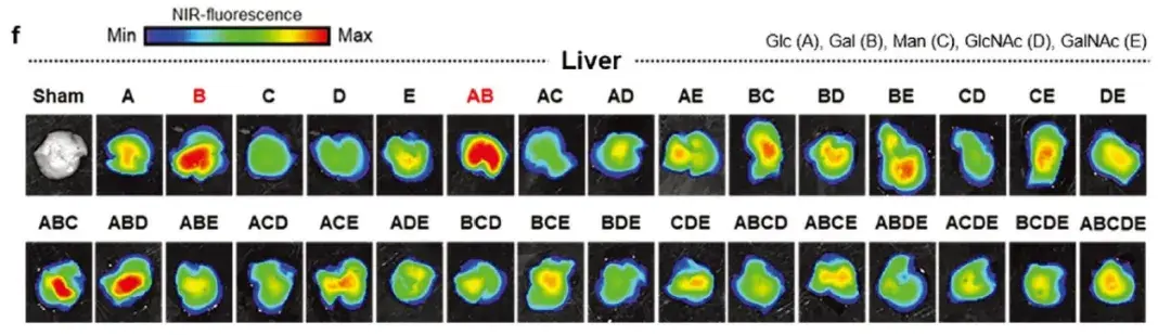 技术分享之IVIS活体成像应用（一）：纳米材料递送系统的器官组织靶向情况 - 知乎