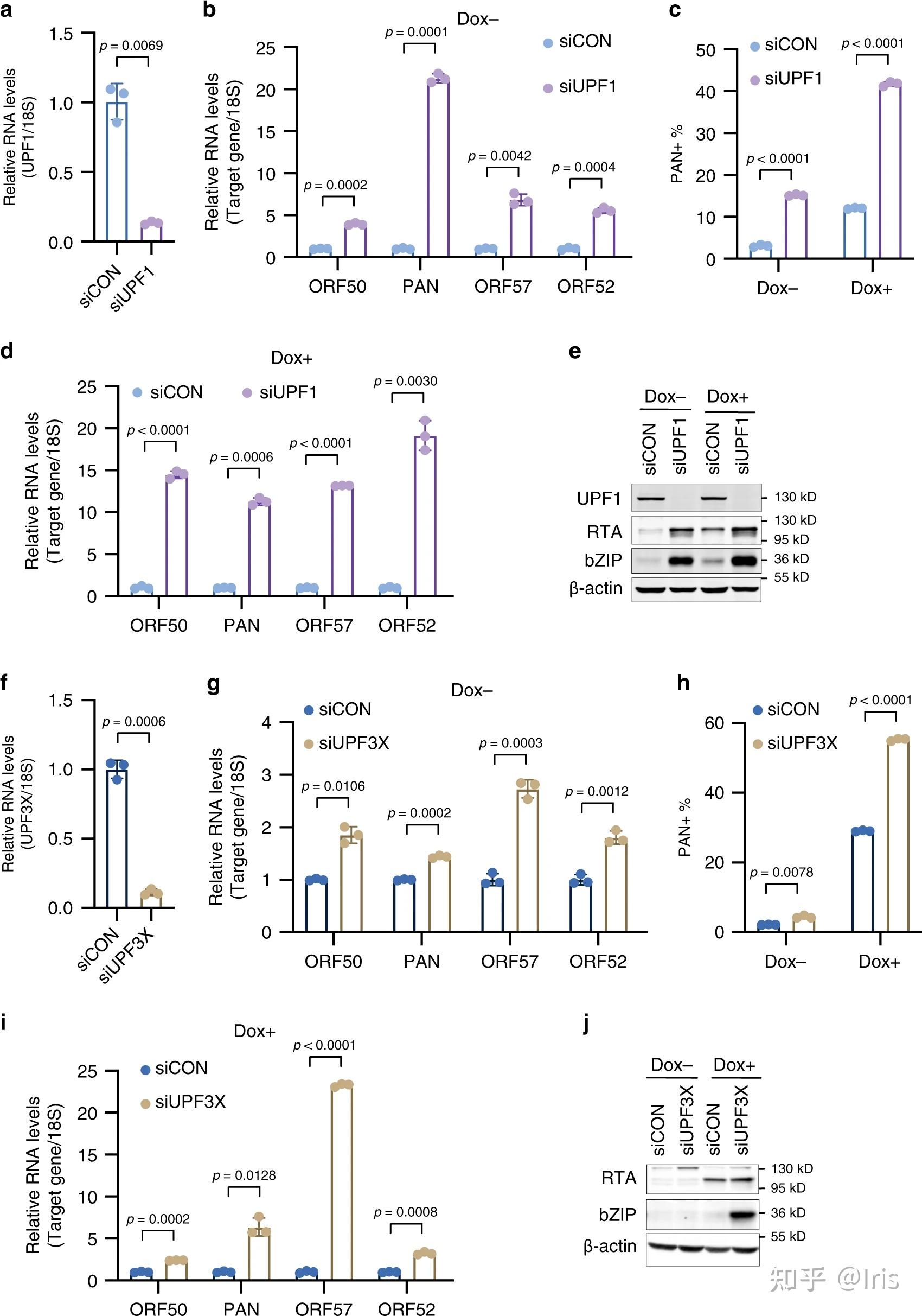 Nat Comm | RNA的质量控制途径—无义调节的mRNA降解靶向细胞核病毒的RNA以限制KSHV - 知乎