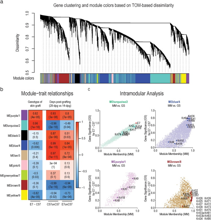 【讨论】WGCNA 分析中需要设定多少个模块比较合理 - 知乎