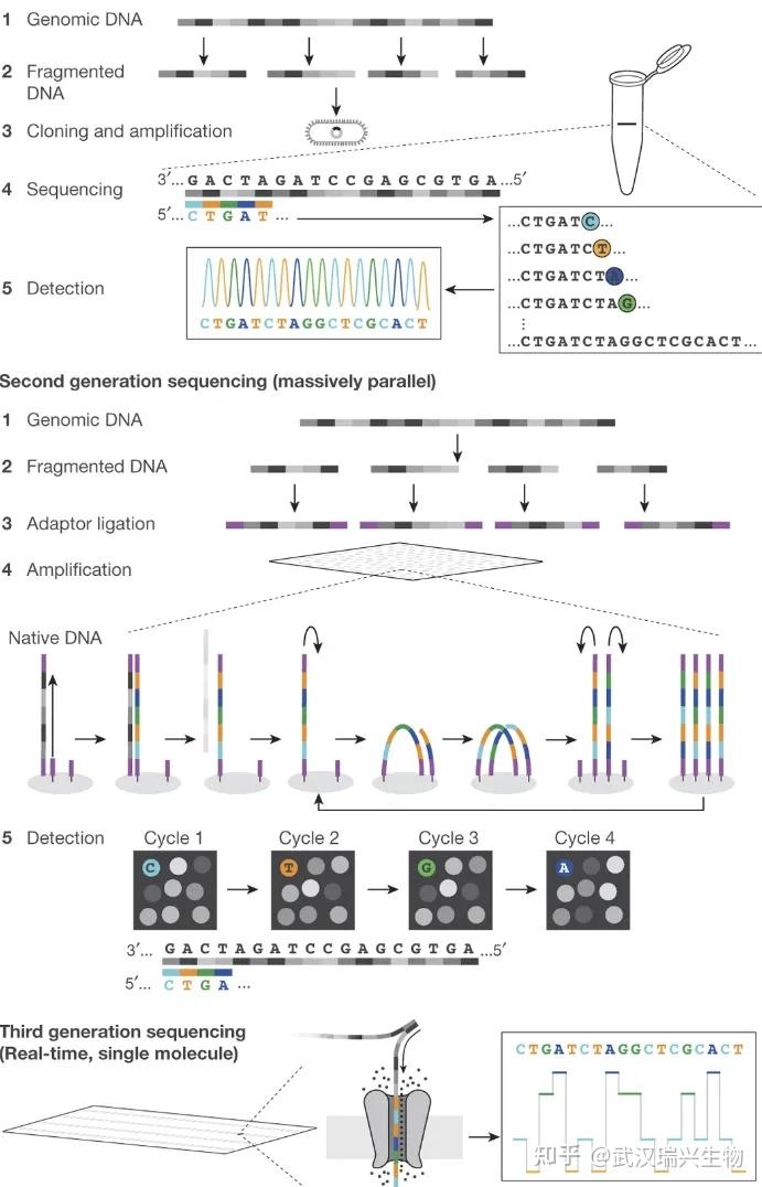 三代测序：ONT全长转录组测序和Direct RNA测序技术 - 知乎