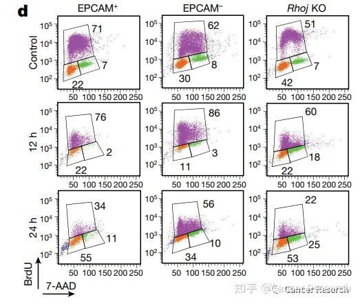 Nature|RHOJ控制EMT相关的化疗耐药性 - 知乎