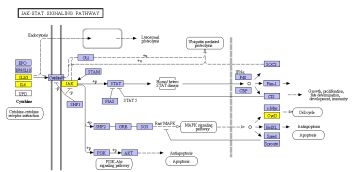 软件工具丨通过KEGG mapper搜索基因参与的通路 - 知乎