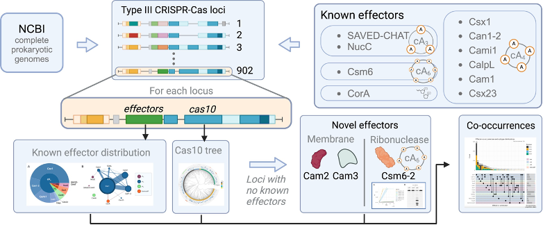 环六腺苷酸激活的新型核糖核酸酶Csm6-2 - 知乎