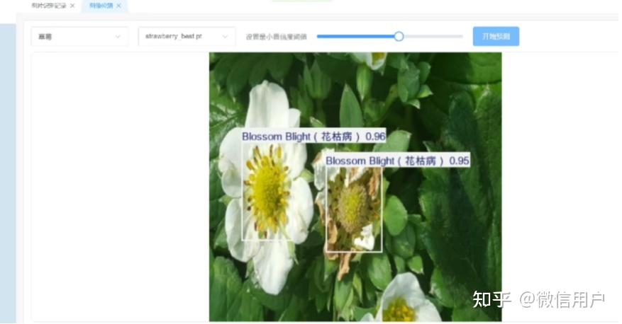 通过训练水稻病害数据集及草莓病害数据集，制作深度学习基于YOLOV11+pytorch+Flask+SpringBoot+Vue+MySQL的农作物病虫害检测识别_可检测水稻草莓西红柿等叶片 ...