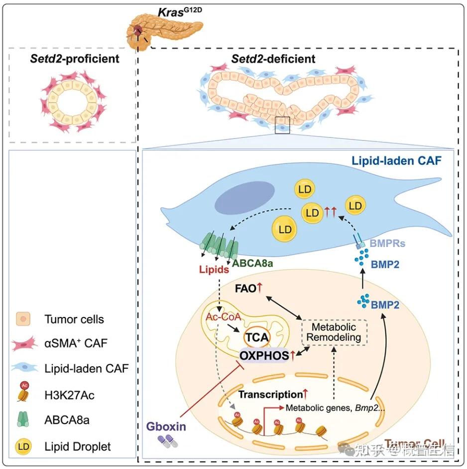 成纤维细胞再发Nature！你确定不了解一下？ - 知乎