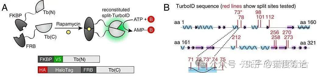 如何寻蛋白互作“围观者”—邻近标记技术Split-TurboID完美解决 - 知乎
