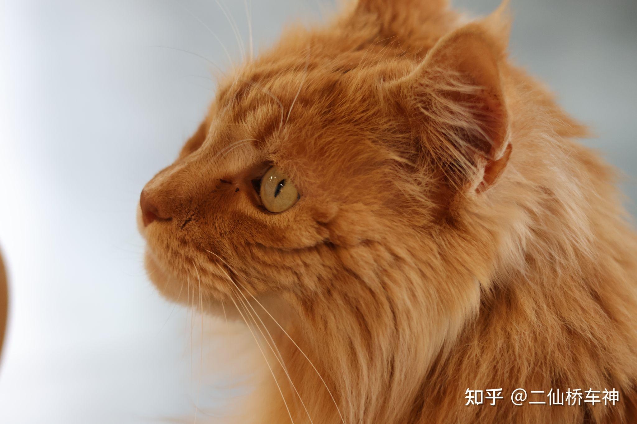 佳能r50发售价4599实际在平台上售价预计为多少? - 知乎