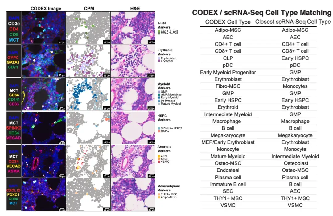 Cell：如何升华你的单细胞数据——PhenoCycler-Fusion空间单细胞蛋白组学（简称PCF,原CODEX）联合scRNA-seq解析骨髓微环境 - 知乎