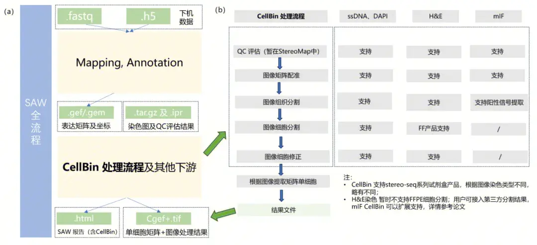 Stereo-seq CellBin多样化场景及结果交互式操作 - 知乎