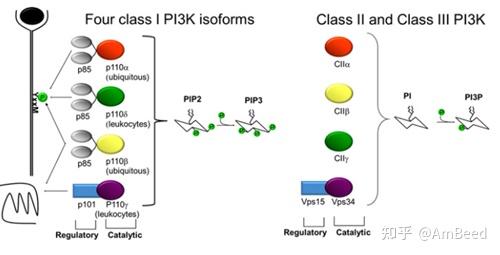 【AmBeed简读】PI3K结构及其抑制剂 - 知乎