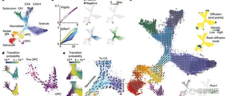 SCS【22】单细胞转录组之 RNA 速度估计 (Velocyto.R) - 知乎