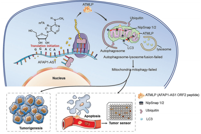 国自然热点 | LncRNA在基因表达调控中的分子机制 - 知乎
