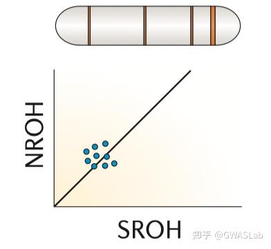 使用PLINK检测纯合性片段 ROH（Runs of homozygosity） - 知乎