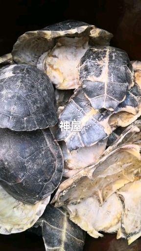 龟甲胶的功效与作用 知乎