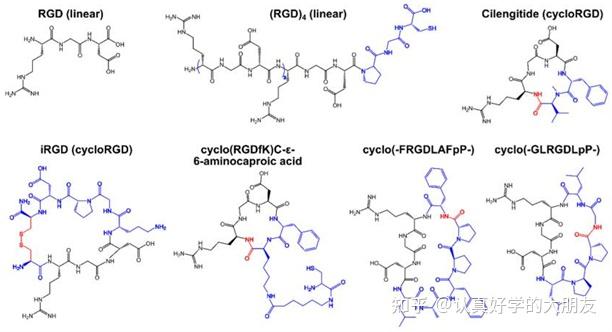 一文了解RGD环肽 - 知乎