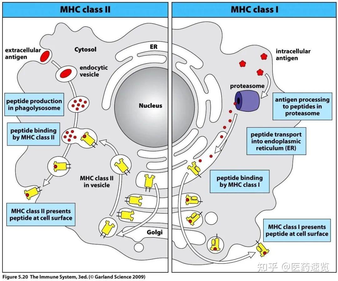 人人学懂免疫学：第十六期 - 知乎