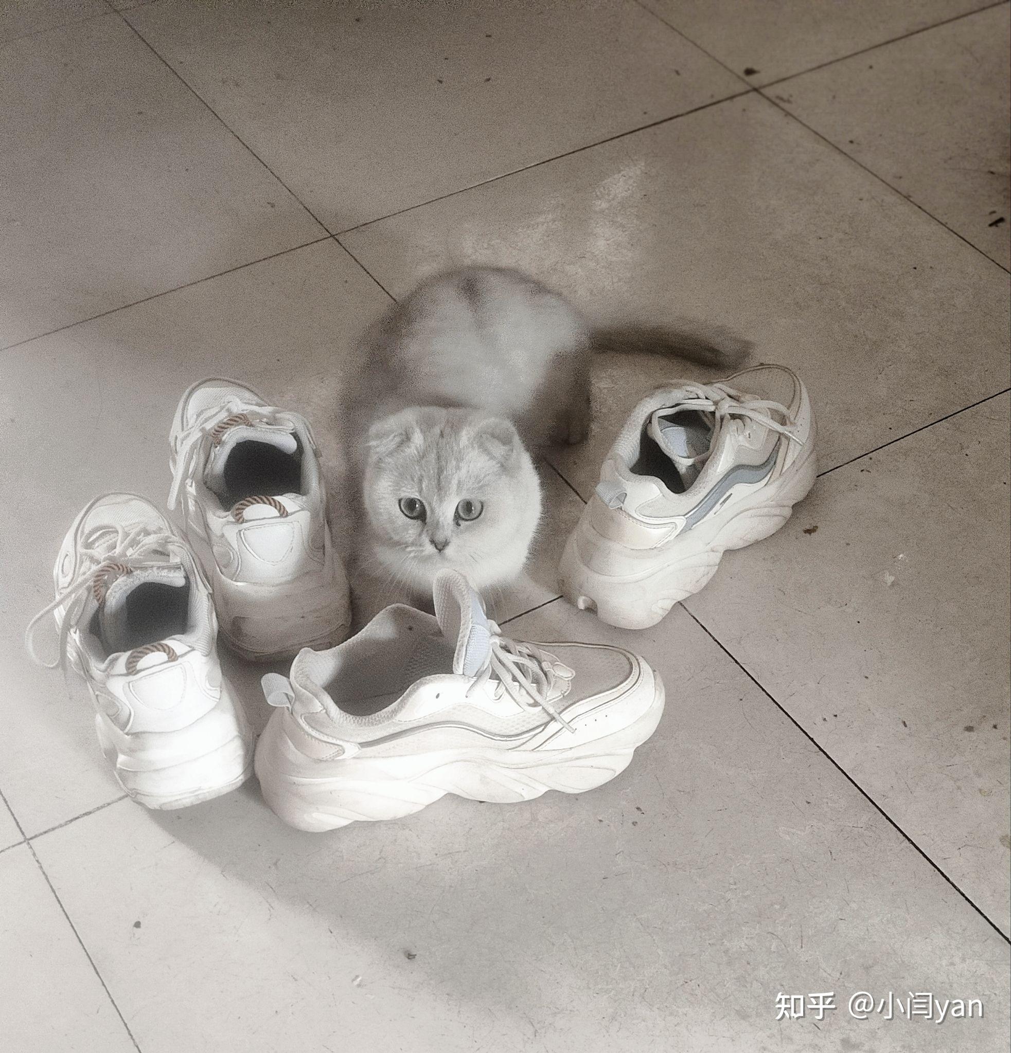 养宠人在养宠过程中，有觉得什么东西是需要的，但市场上还没的卖的吗 知乎