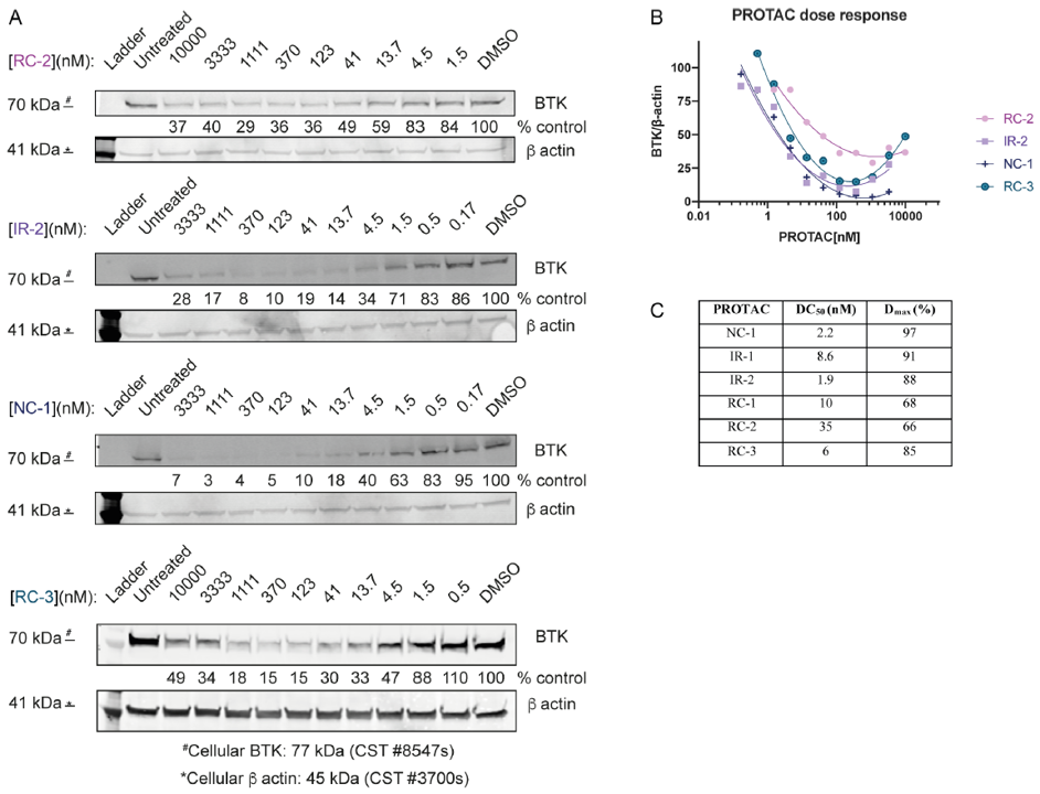 通过可逆和不可逆共价PROTAC实现高效靶向降解 - 知乎